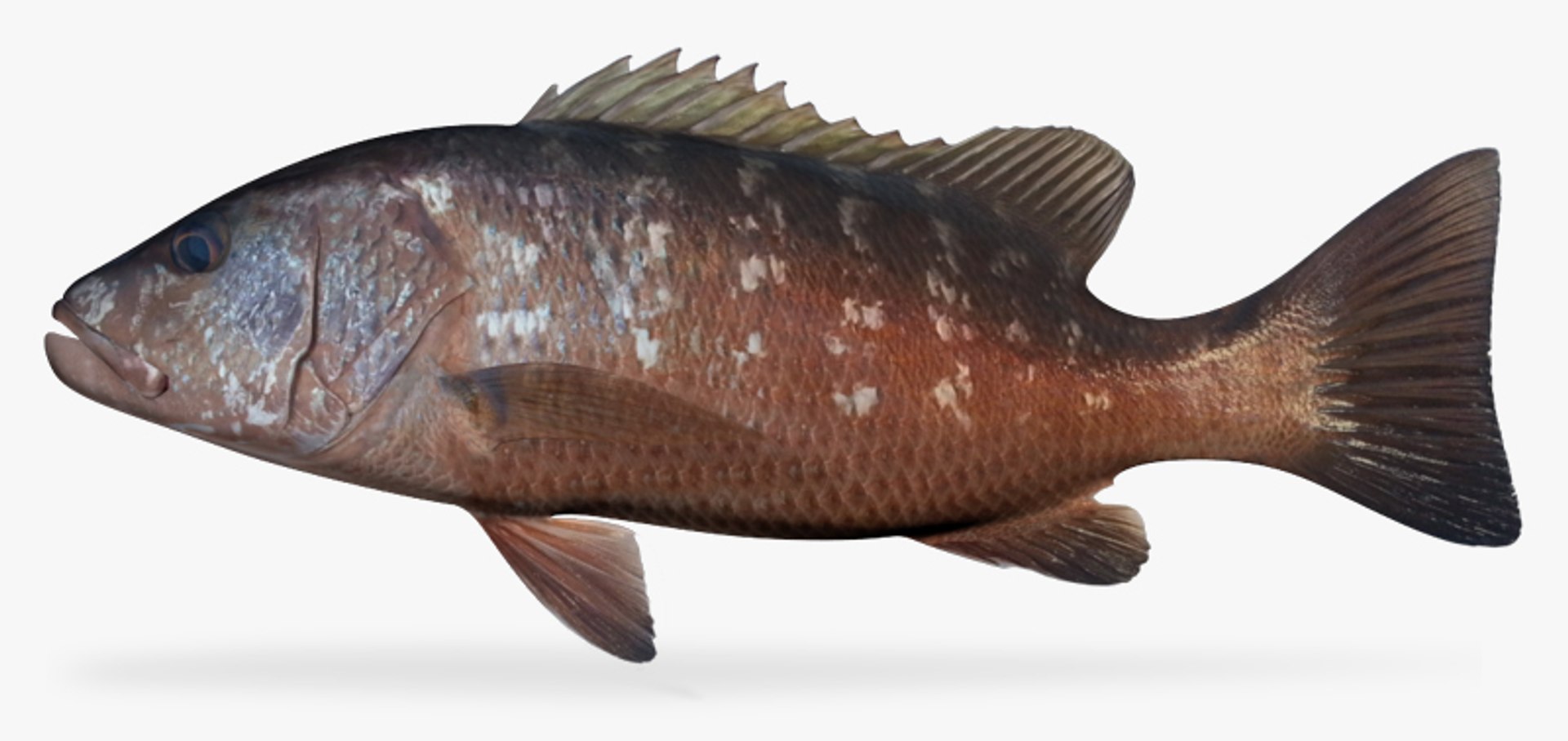 3d Model Pacific Dog Snapper