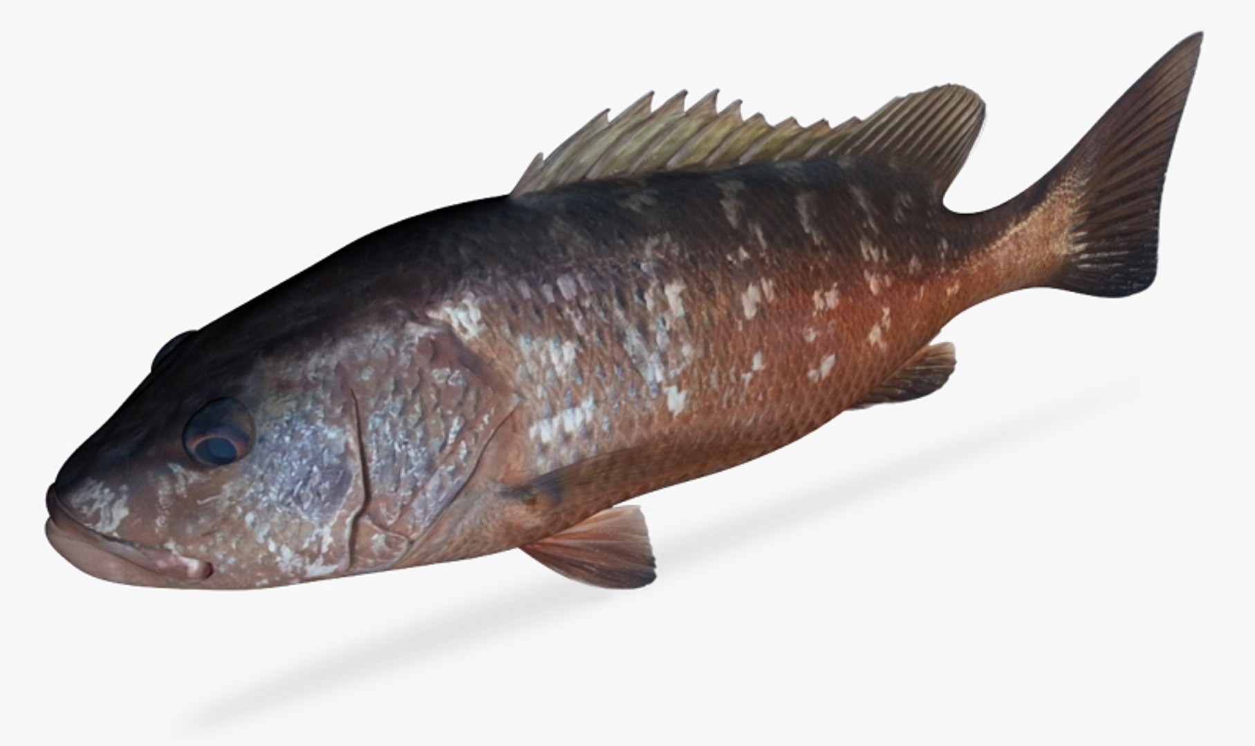 3d Model Pacific Dog Snapper
