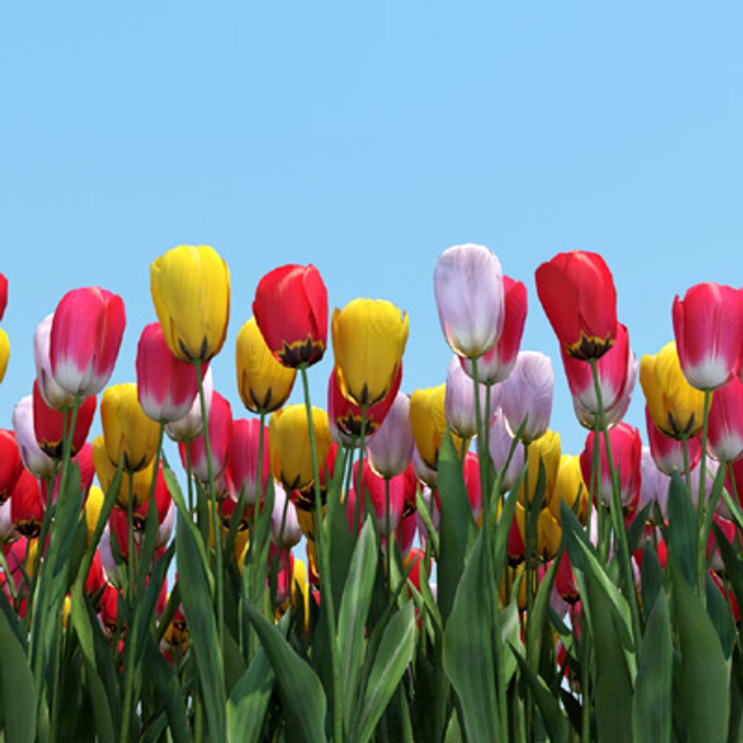 Realistic Planting Tulips Flowers 3d Model