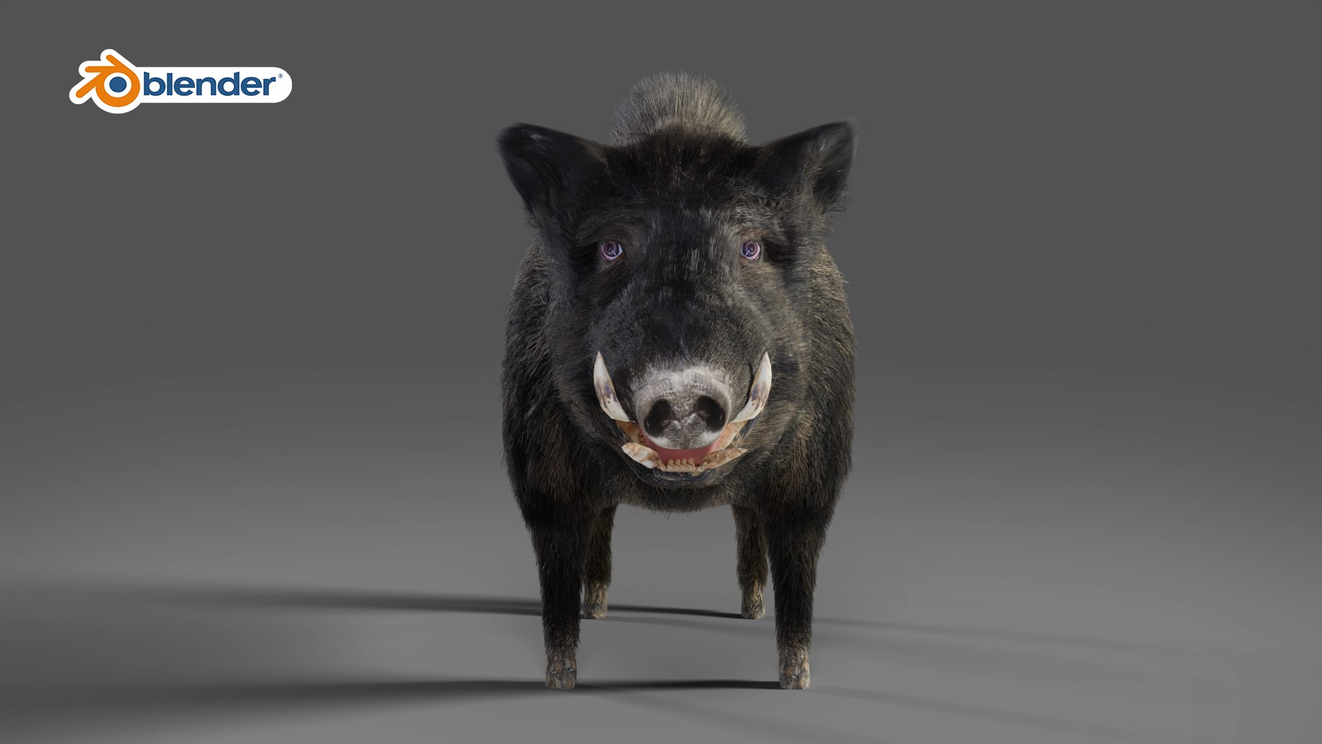 3D Fur Wild Boar Rigged And Animation In Blender Model - TurboSquid 1990500