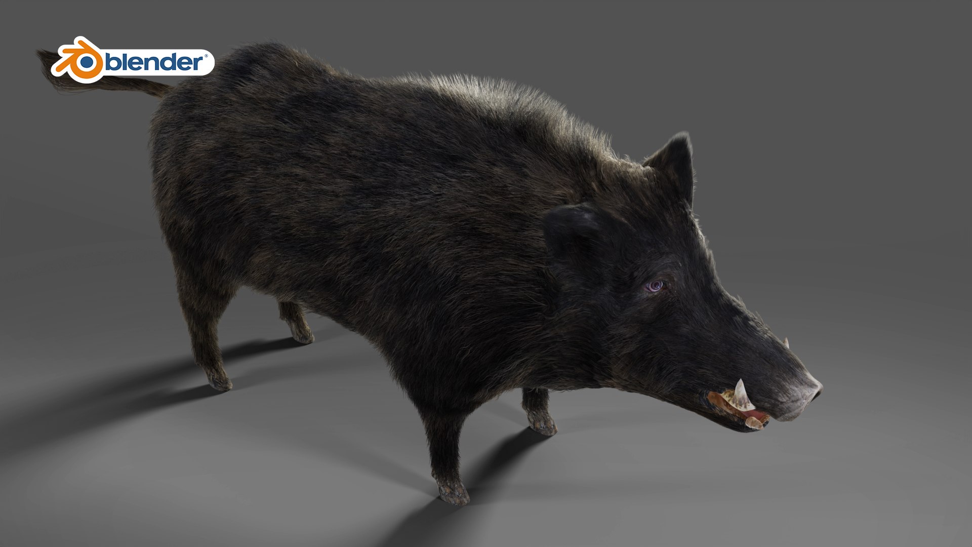3D Fur Wild Boar Rigged And Animation In Blender Model - TurboSquid 1990500