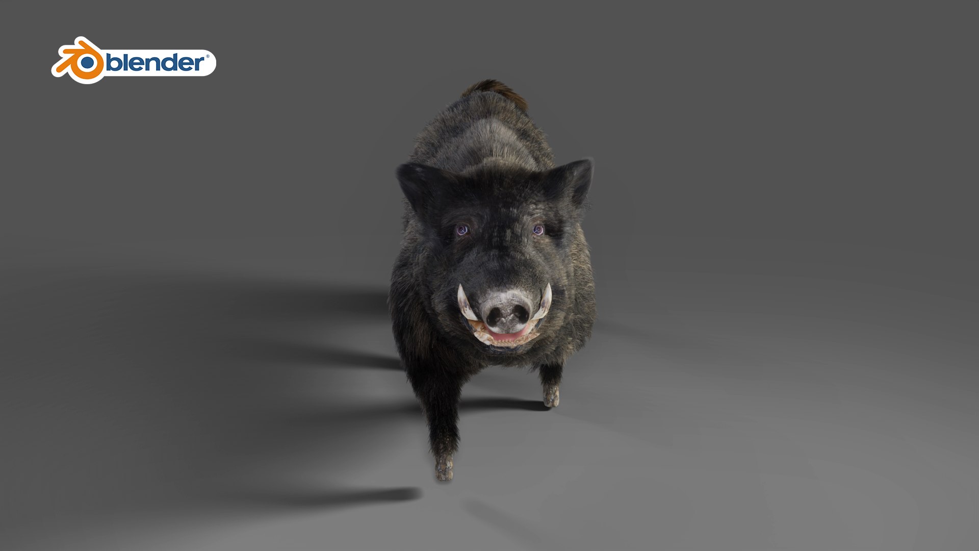 3D Fur Wild Boar Rigged And Animation In Blender Model - TurboSquid 1990500
