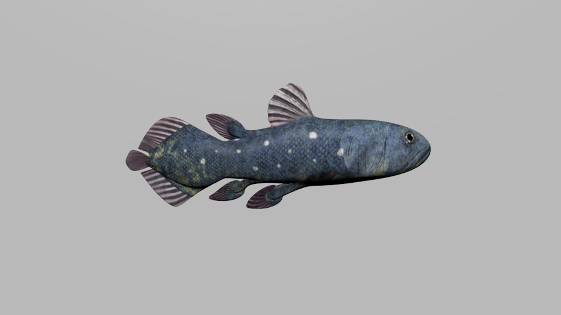 Fish Coelacant Model - TurboSquid 1376284