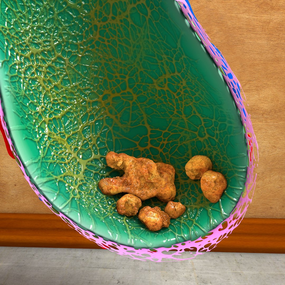 human gall bladder obj