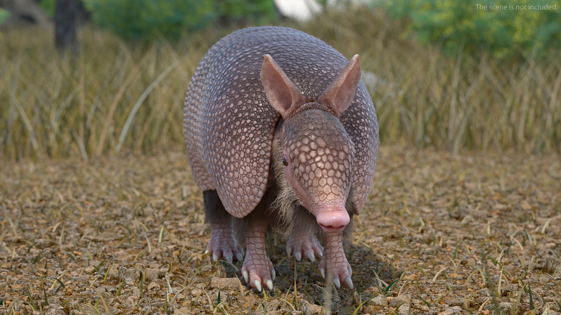 3D Model Armadillo Pink Fur - TurboSquid 2248331