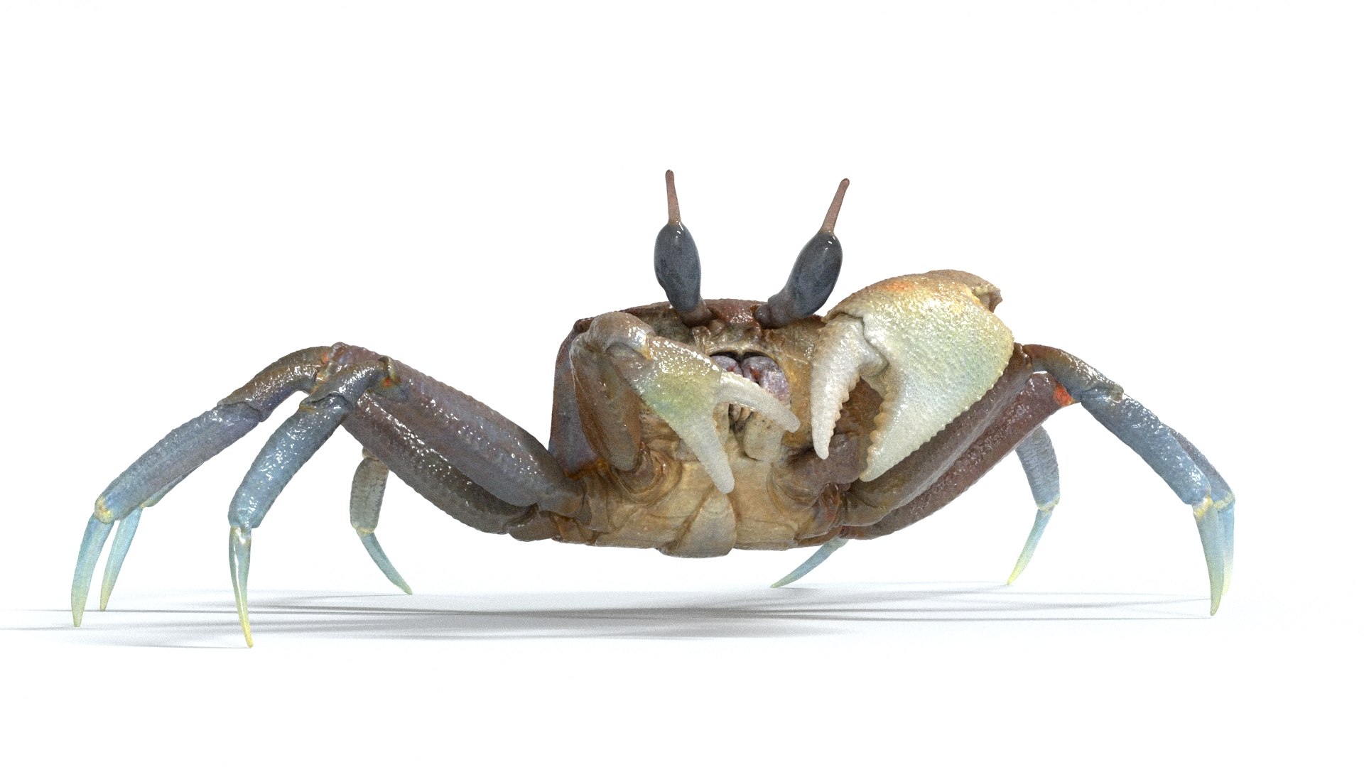 3D Realistic Horned Ghost Crab 8k Pbr Model - TurboSquid 2297177