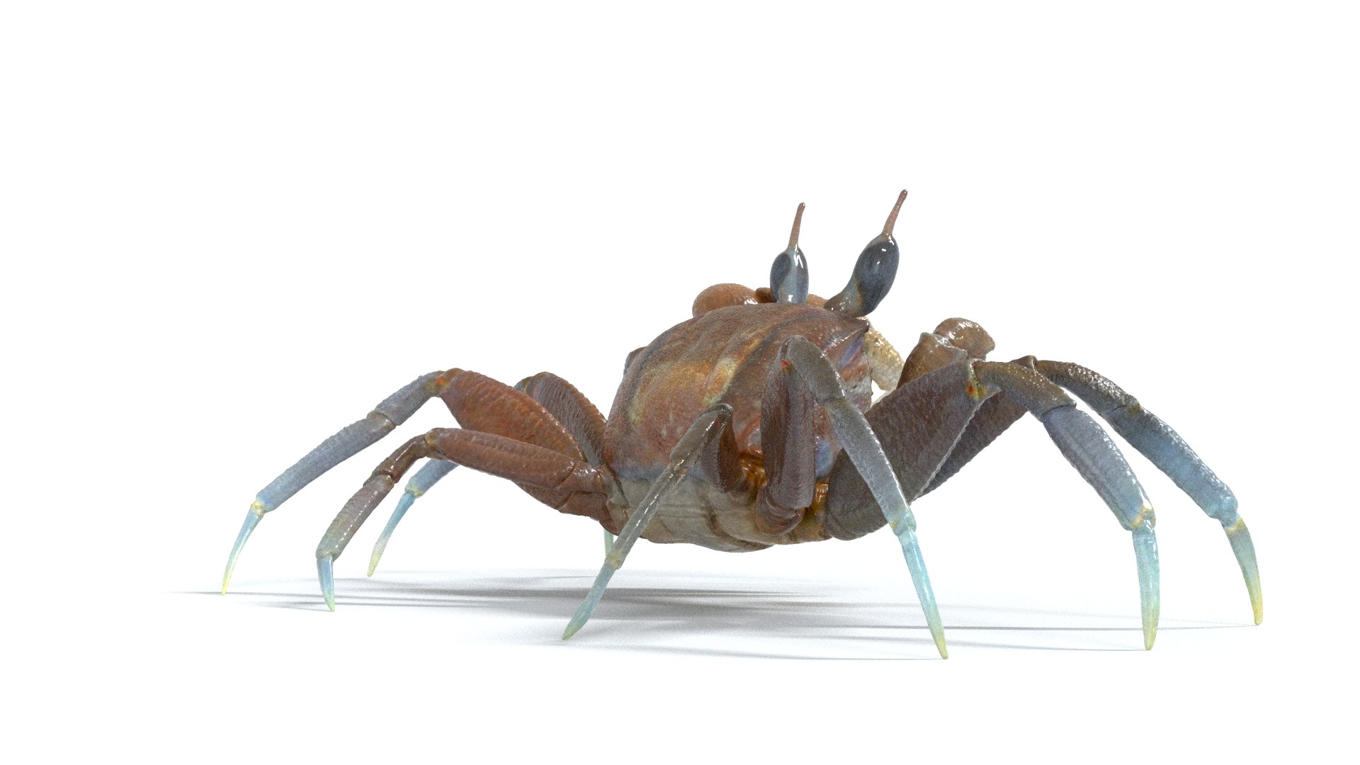 3D Realistic Horned Ghost Crab 8k Pbr Model - TurboSquid 2297177