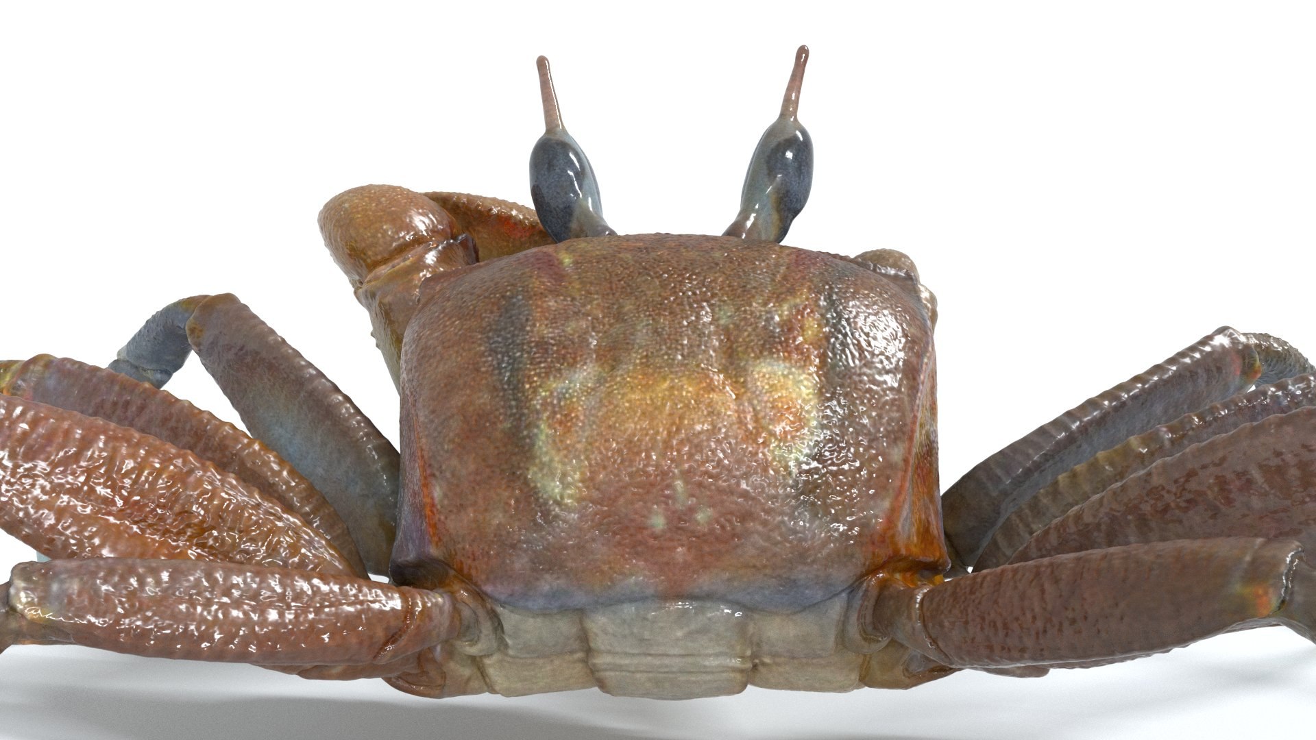 3D Realistic Horned Ghost Crab 8k Pbr Model - TurboSquid 2297177