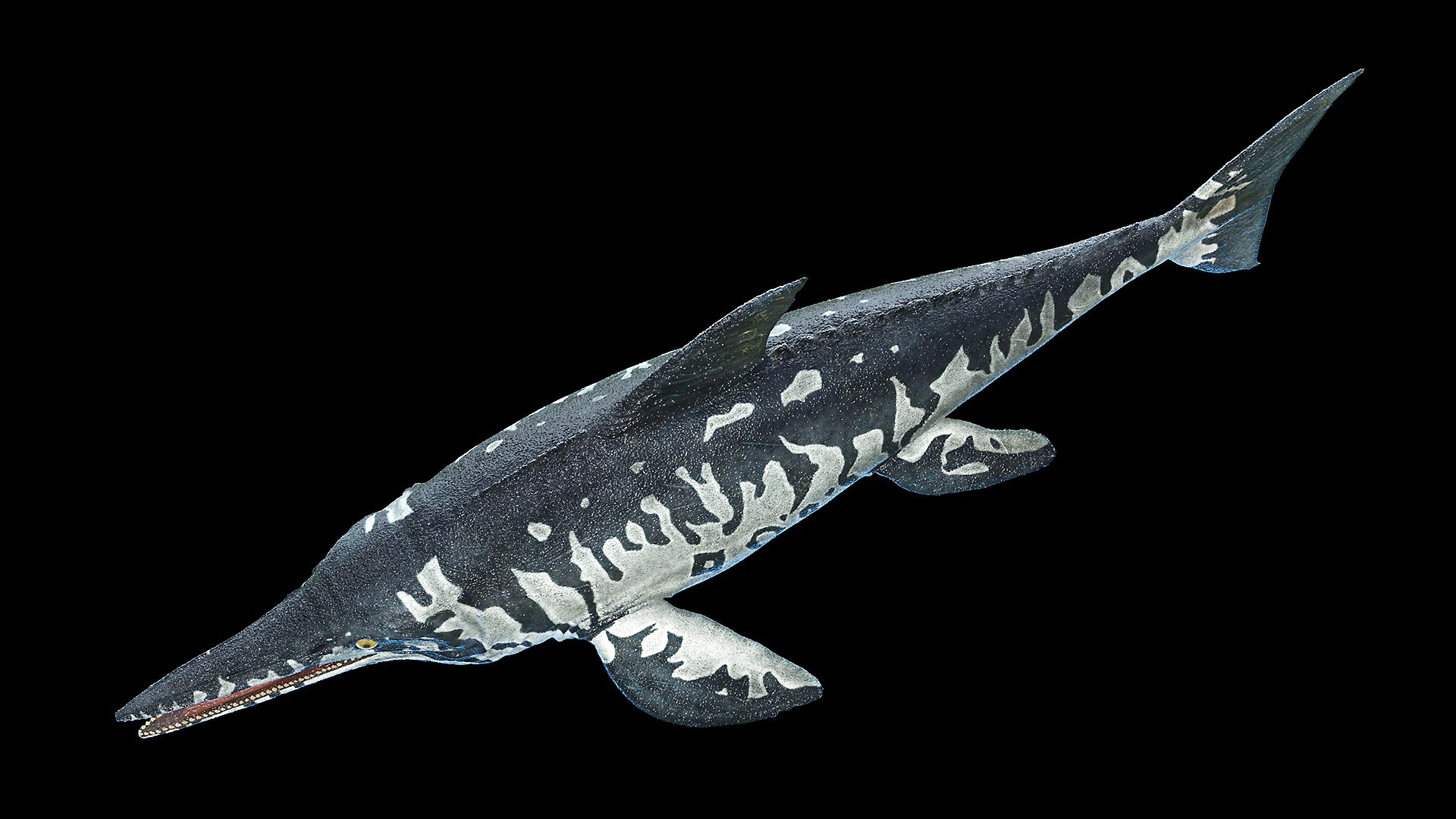 Ichthyosaur 3D Model - TurboSquid 1662546