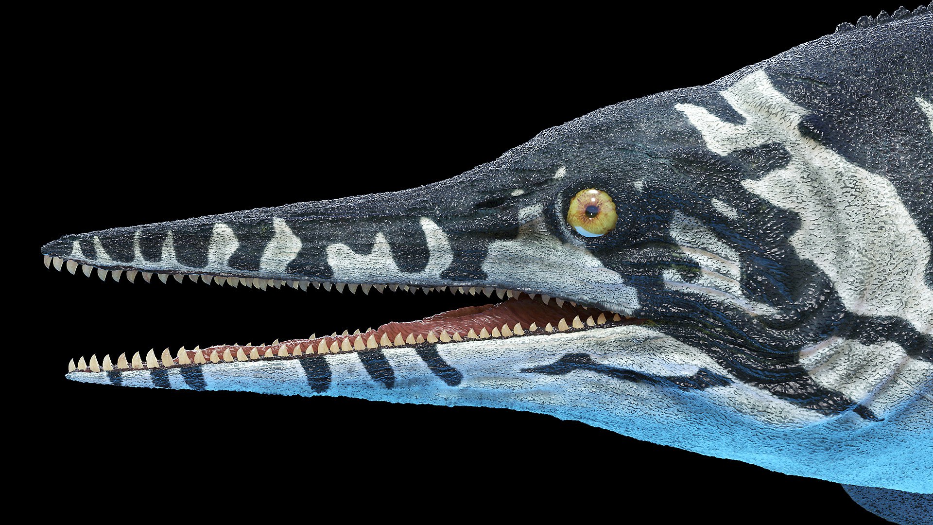 Ichthyosaur 3D Model - TurboSquid 1662546