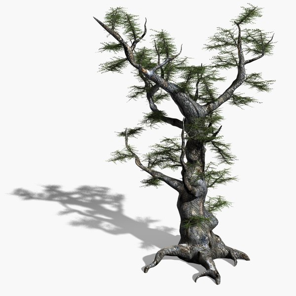 Tree Ent 3D Models for Download | TurboSquid