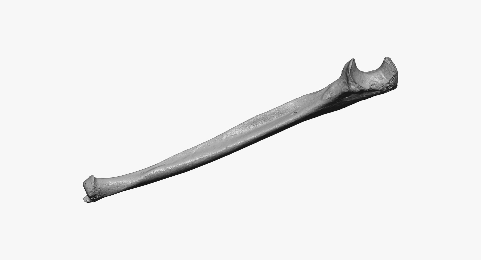 Human Ulna Bone 01 3D Model - TurboSquid 1550990