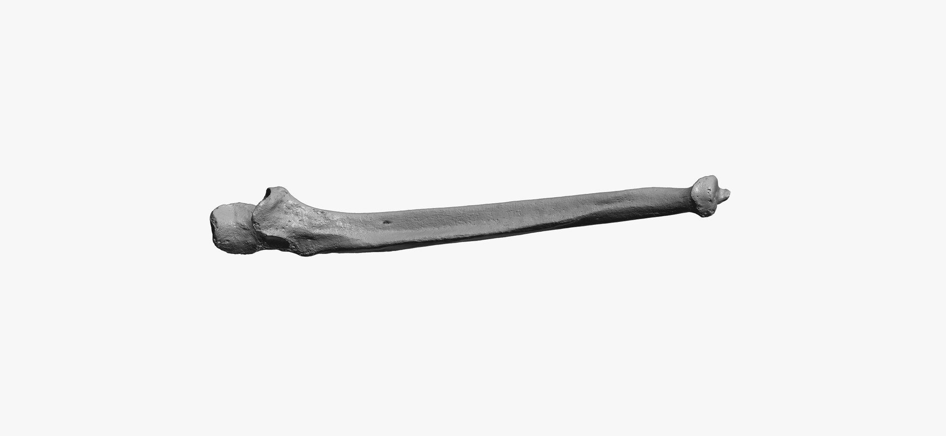 Human Ulna Bone 01 3D Model - TurboSquid 1550990