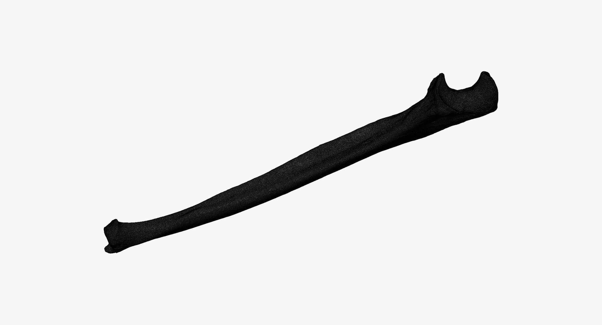 Human Ulna Bone 01 3D Model - TurboSquid 1550990