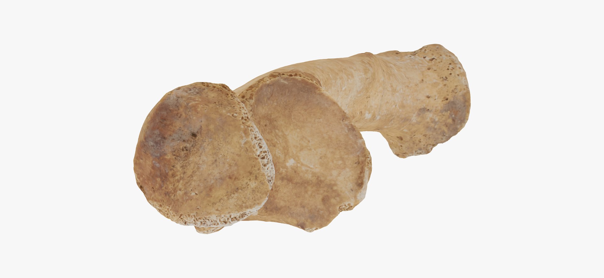 Human Ulna Bone 01 3D Model - TurboSquid 1550990