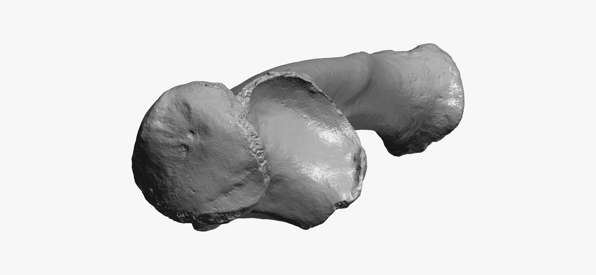 Human Ulna Bone 01 3D Model - TurboSquid 1550990