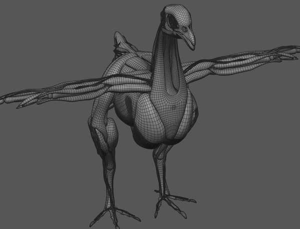 T-pose의 닭 해부학 3D 모델 - TurboSquid 1617999