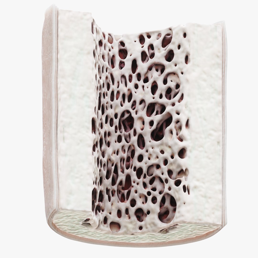 Bone Structure Anatomy Periosteum Spongy 3D - TurboSquid 2083162