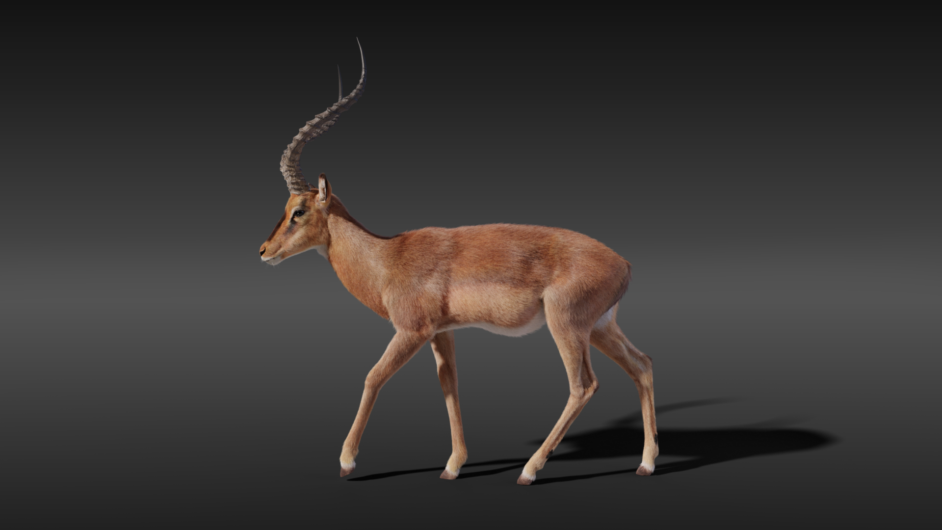 Impala rigging animation 3D - TurboSquid 1660643