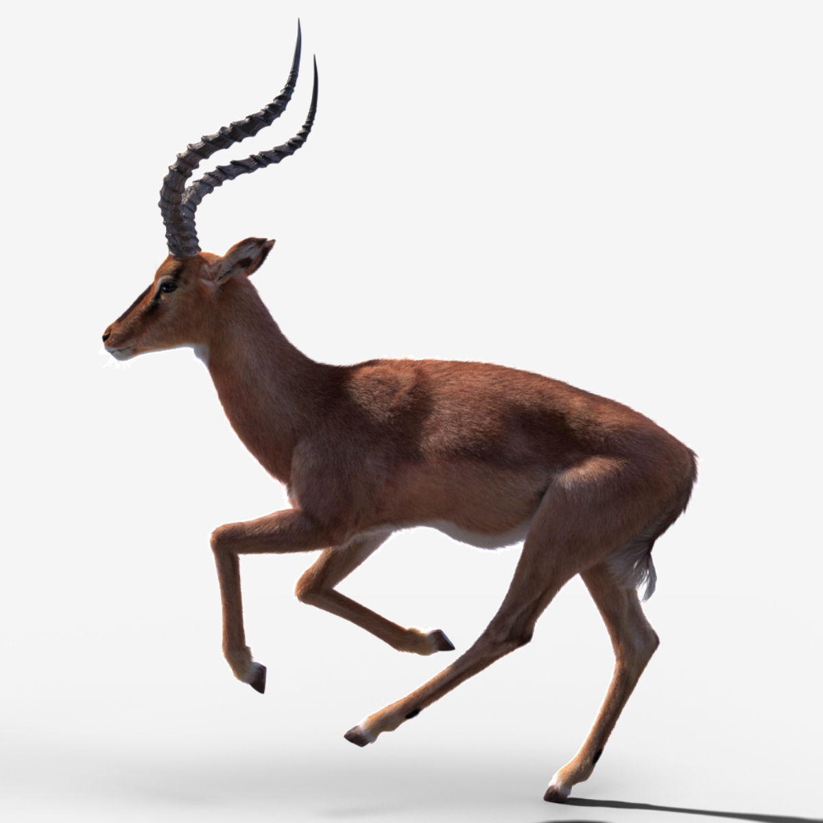 Impala rigging animation 3D - TurboSquid 1660643