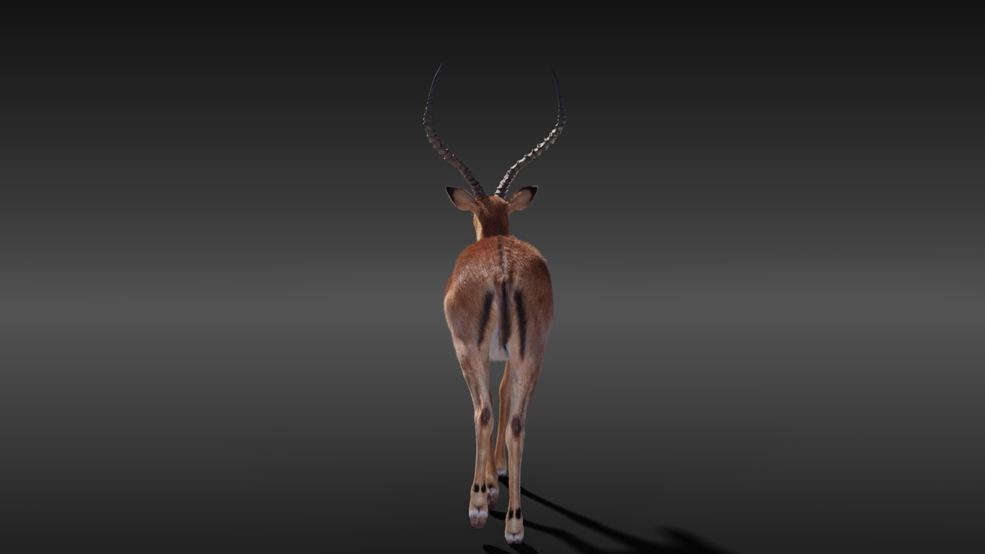 Impala Rigging Animation 3D - TurboSquid 1660643