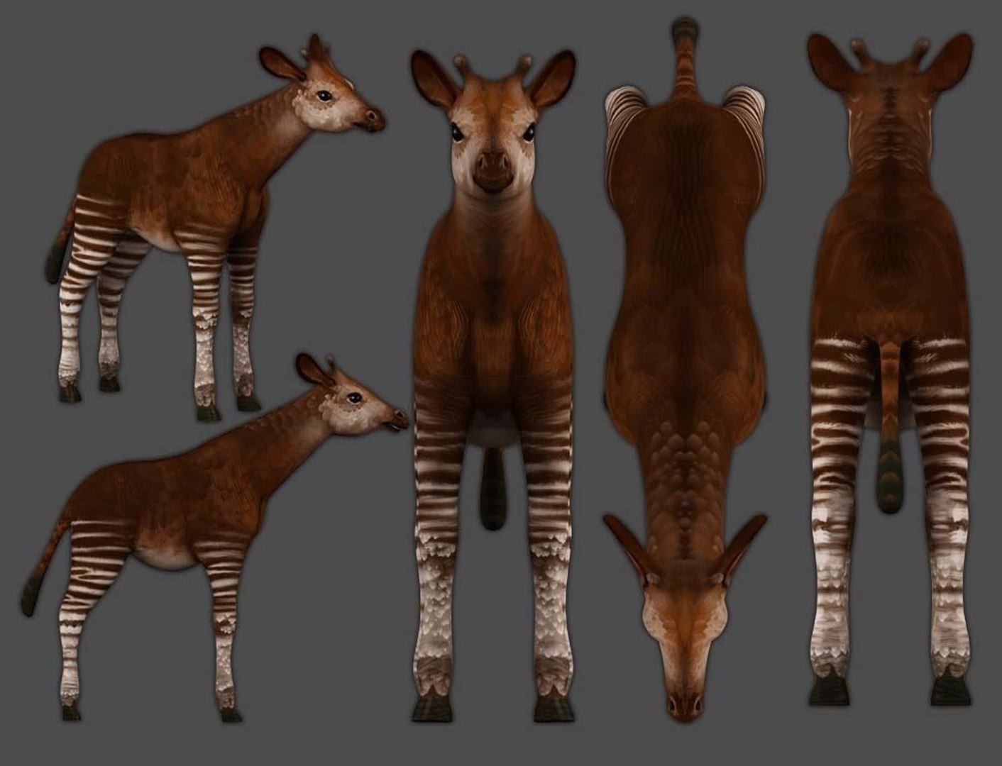 3D Okapi Low-poly Model - TurboSquid 1461584