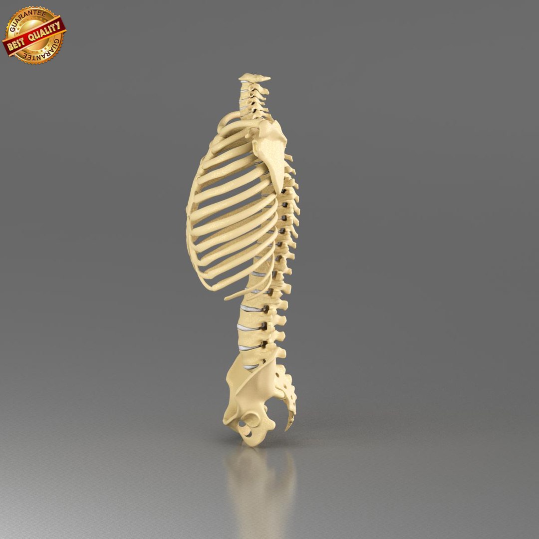 3d Model Anatomy Medical