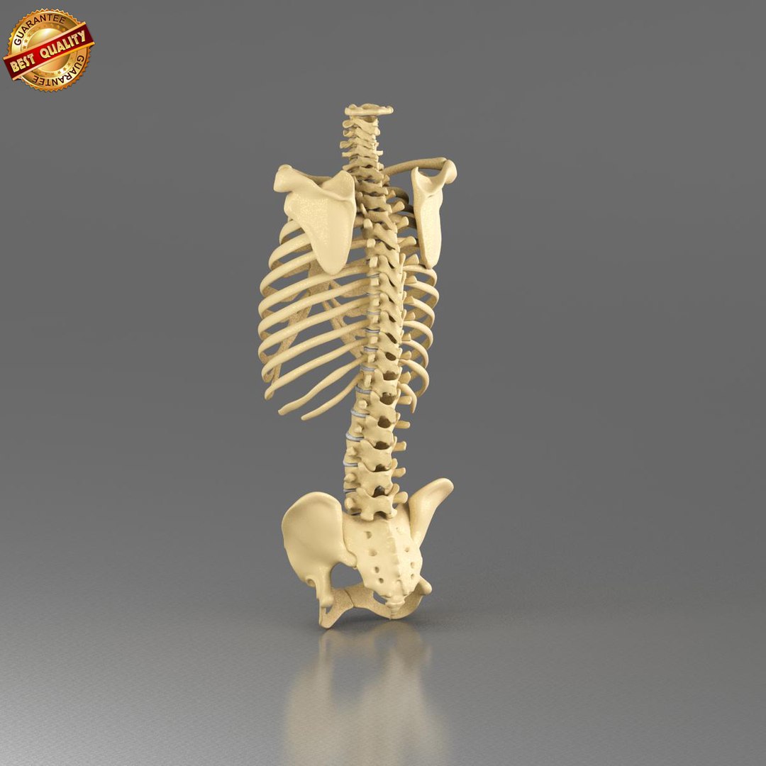 3d Model Anatomy Medical