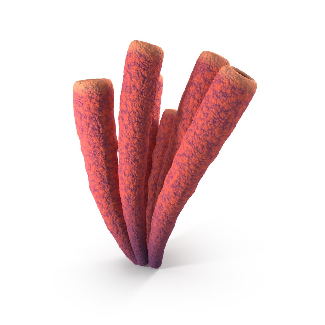 3D Pink Tube Sponges Model - TurboSquid 2232874
