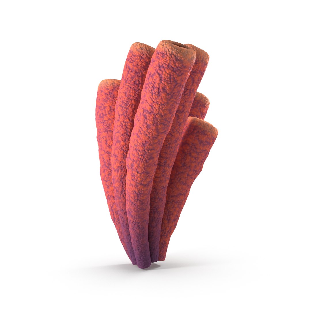 3D Pink Tube Sponges Model - TurboSquid 2232874