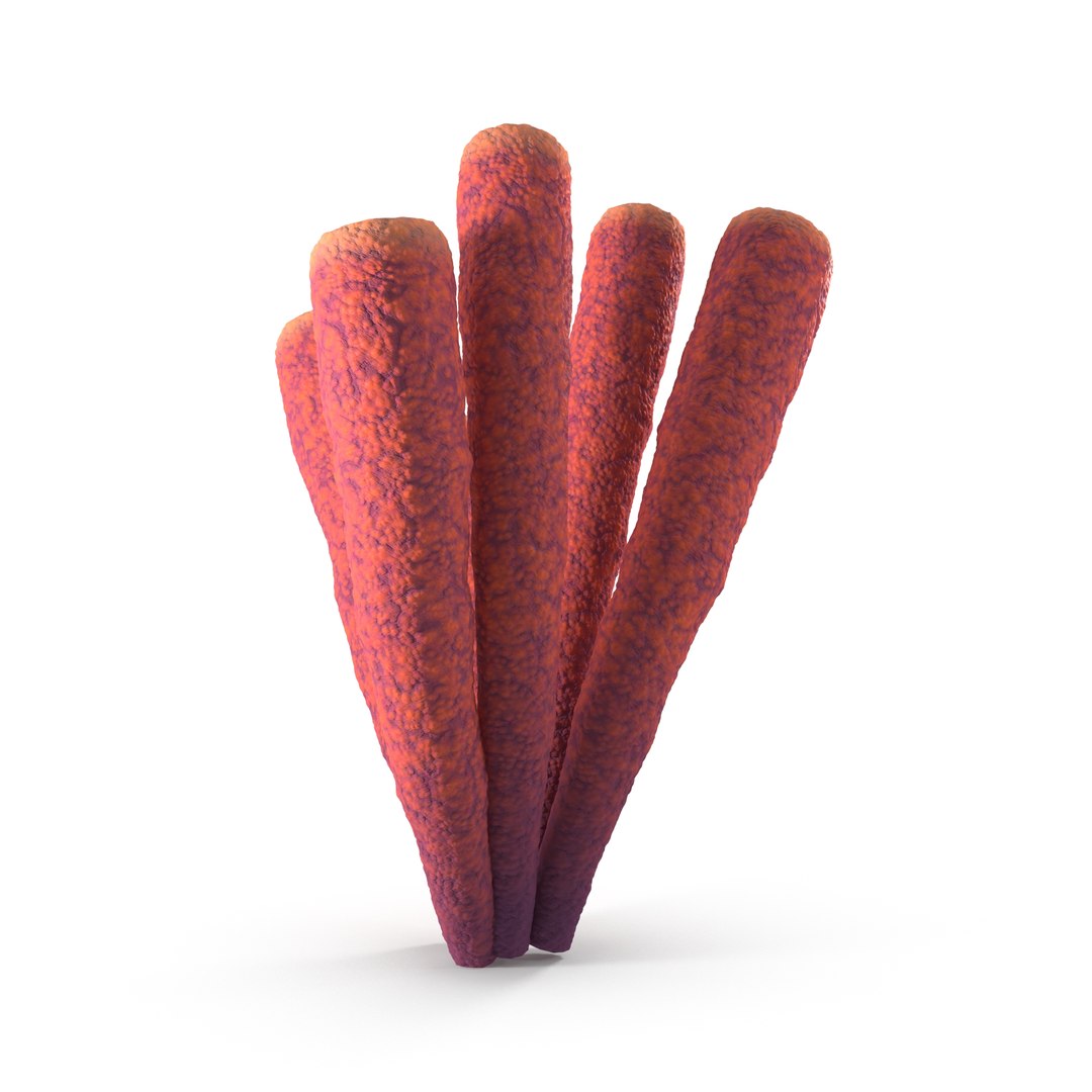 3D Pink Tube Sponges Model - TurboSquid 2232874