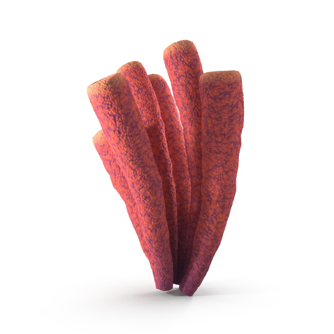 3D Pink Tube Sponges Model - TurboSquid 2232874