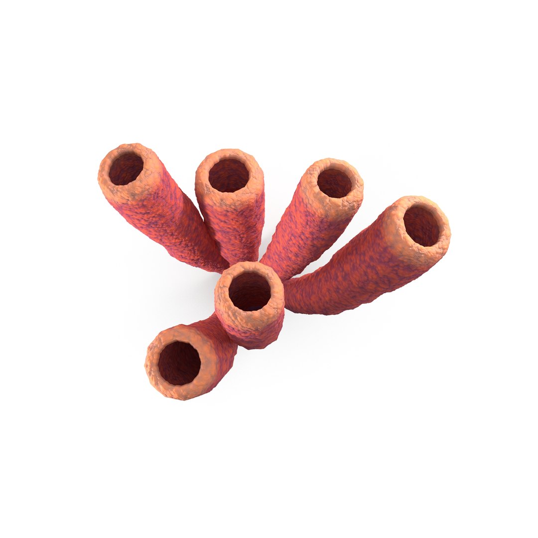 3D Pink Tube Sponges Model - TurboSquid 2232874
