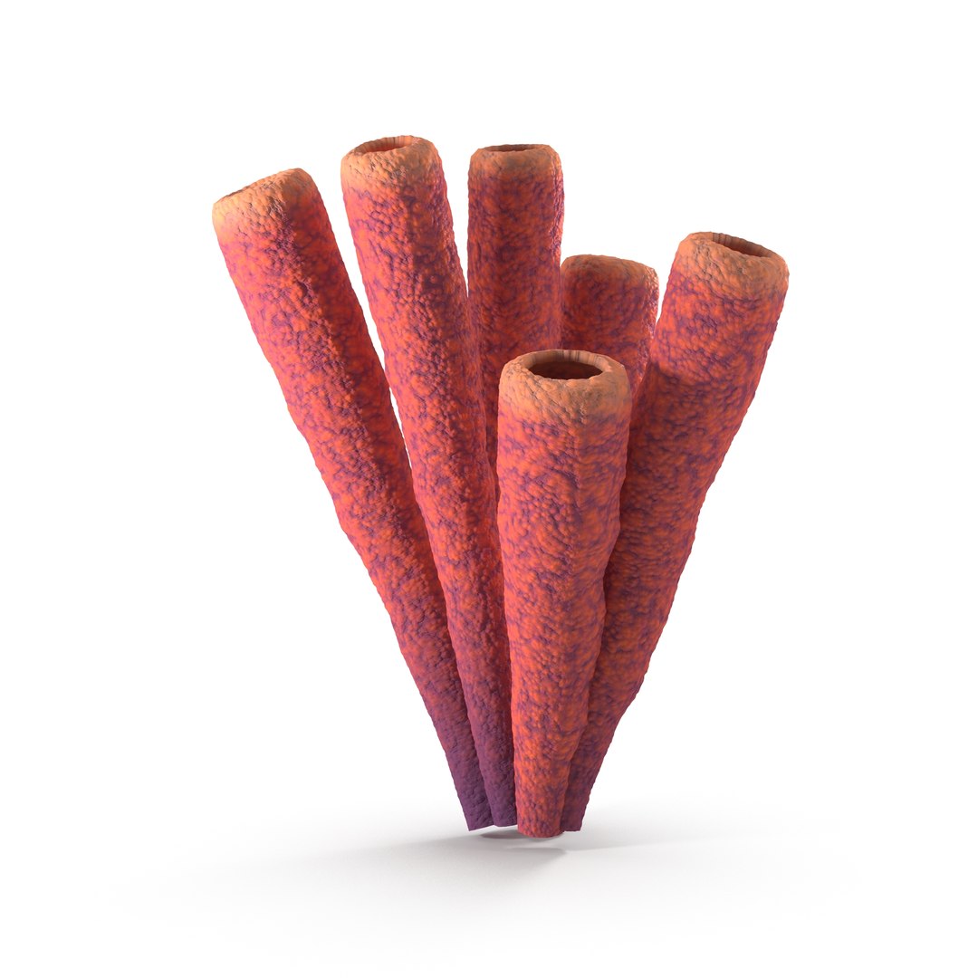3D Pink Tube Sponges Model - TurboSquid 2232874