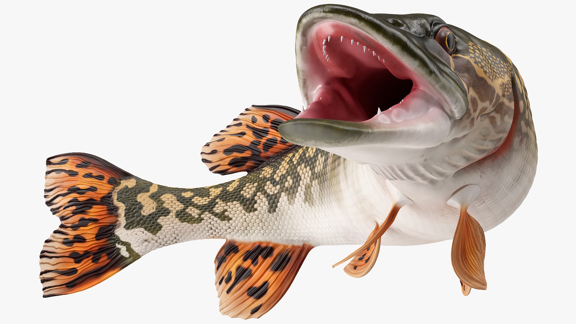 Pike Fish Rigged 3D - TurboSquid 1585356