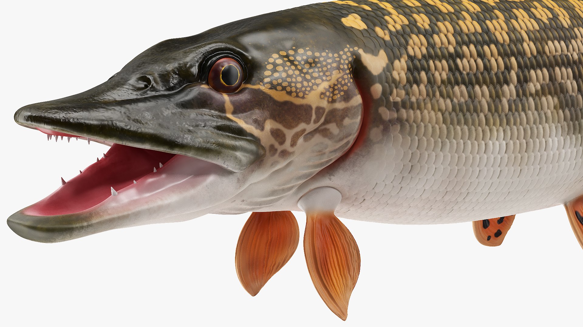 Pike Fish Rigged 3D - TurboSquid 1585356