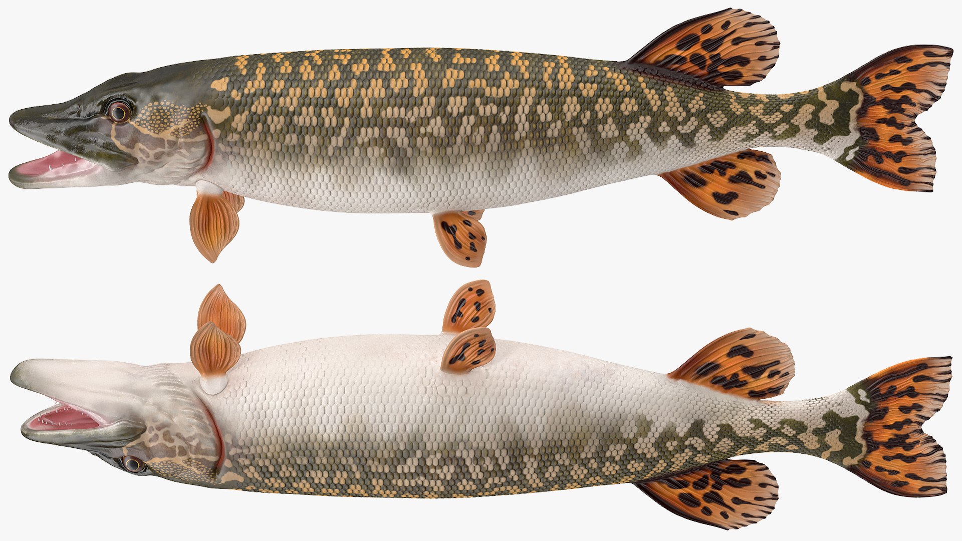 Pike Fish Rigged 3D - TurboSquid 1585356