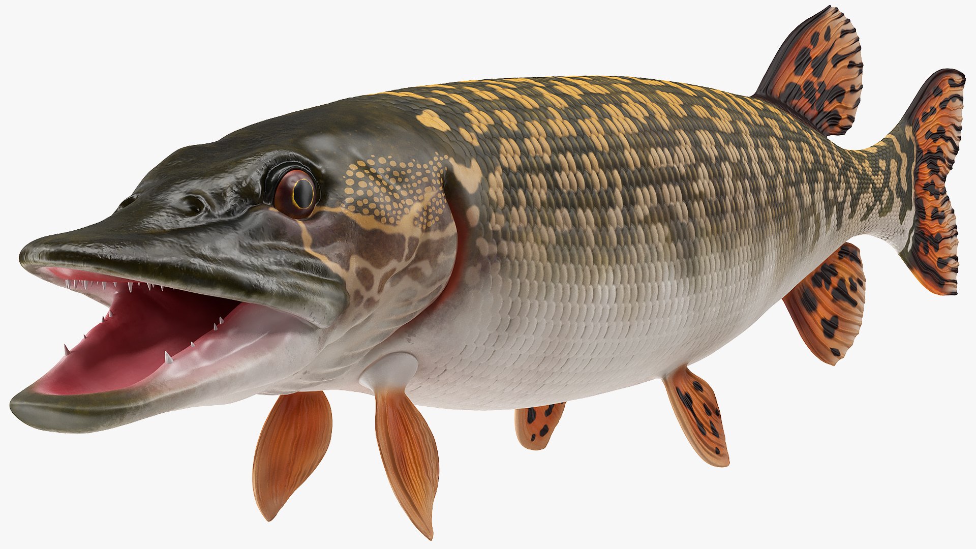 Pike Fish Rigged 3D - TurboSquid 1585356