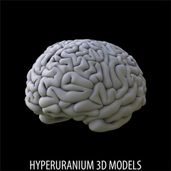 brain cerebrum 3d model