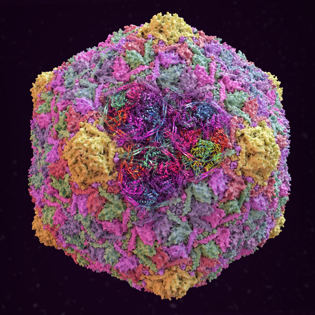 Bacteriophage hk97 capsid 3D model - TurboSquid 1361712