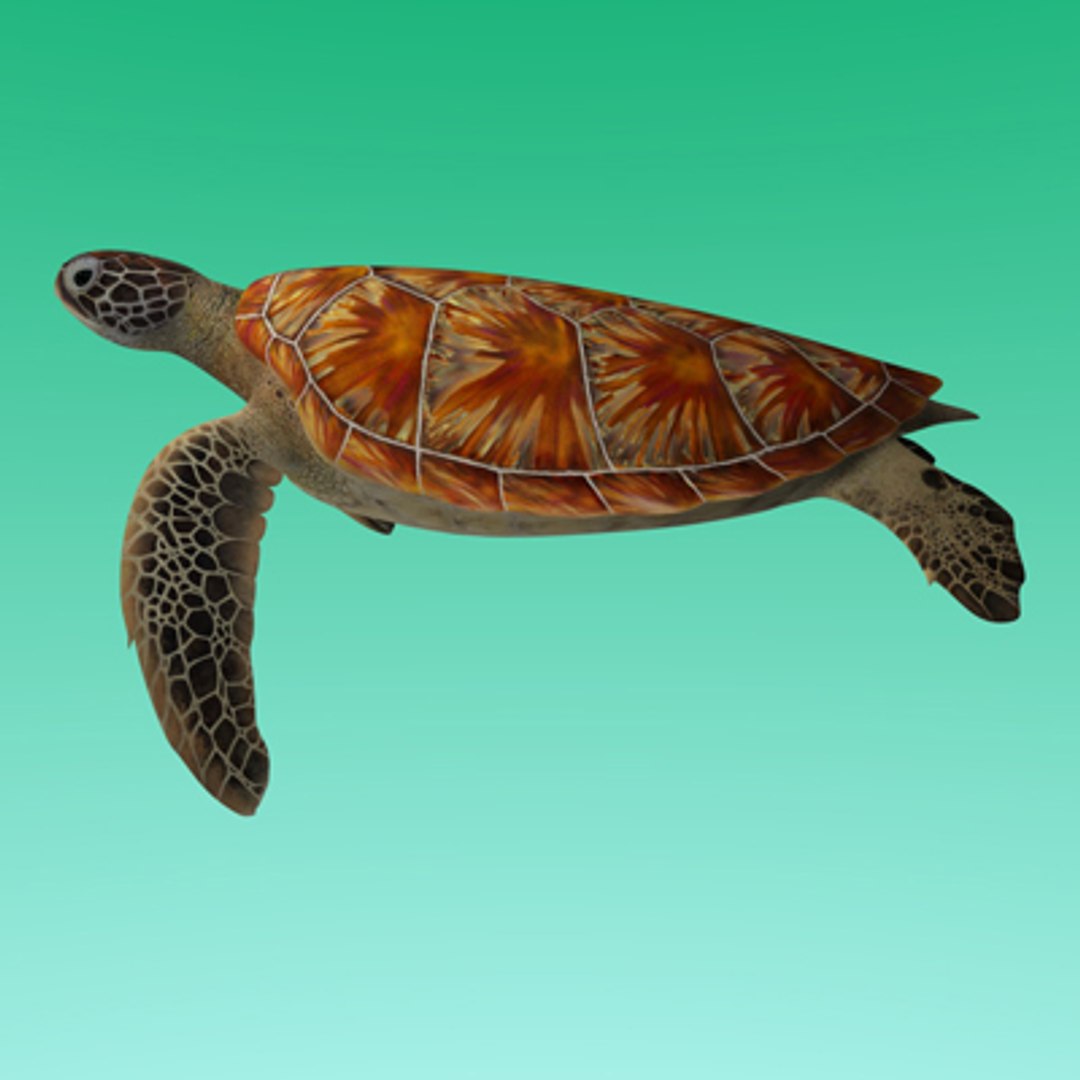 Green Sea Turtle 3d Obj