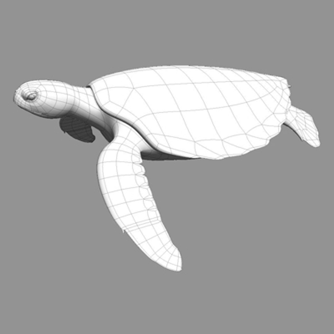 Green Sea Turtle 3d Obj