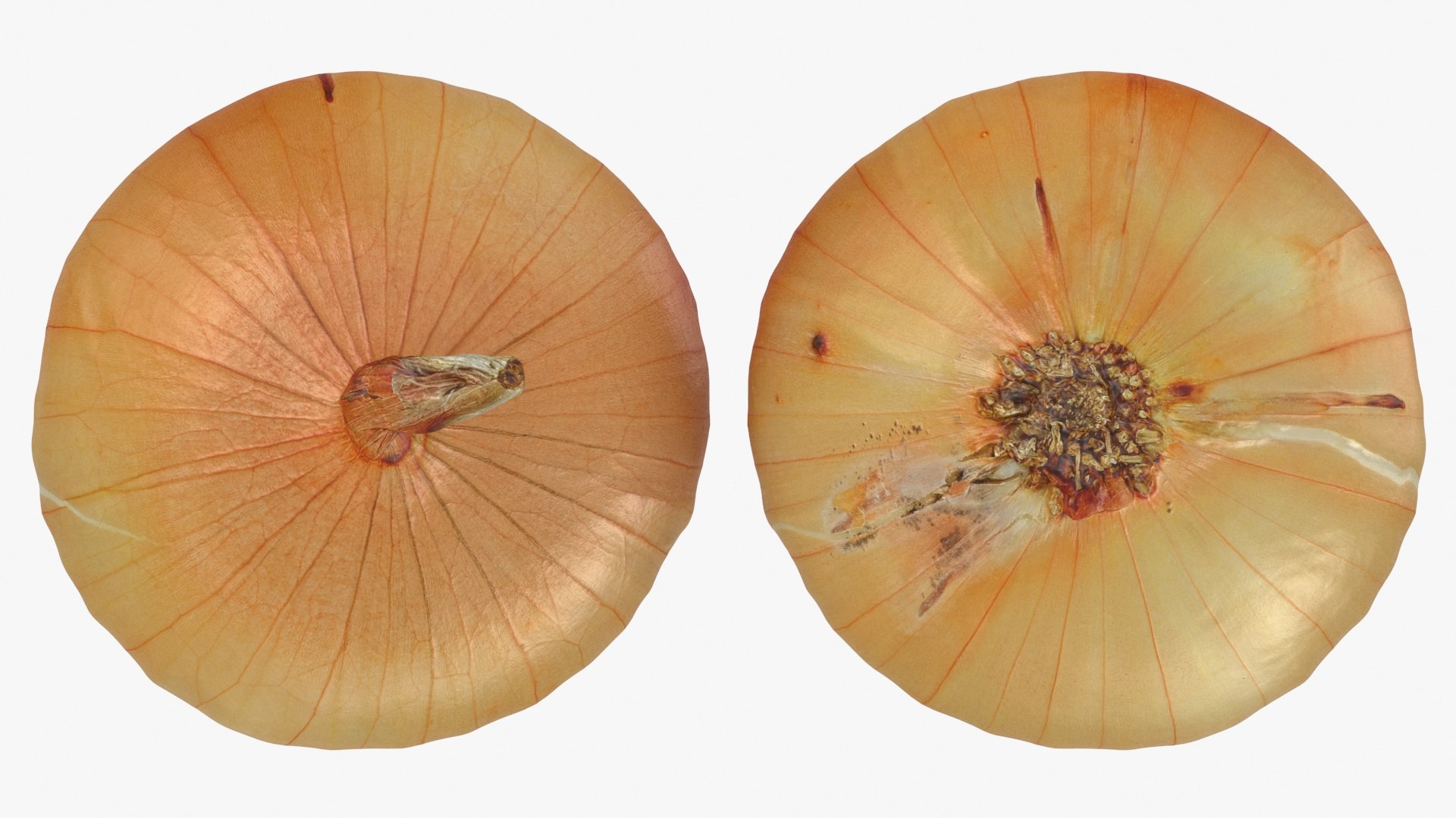 Yellow Onion Collection Model - TurboSquid 2248094