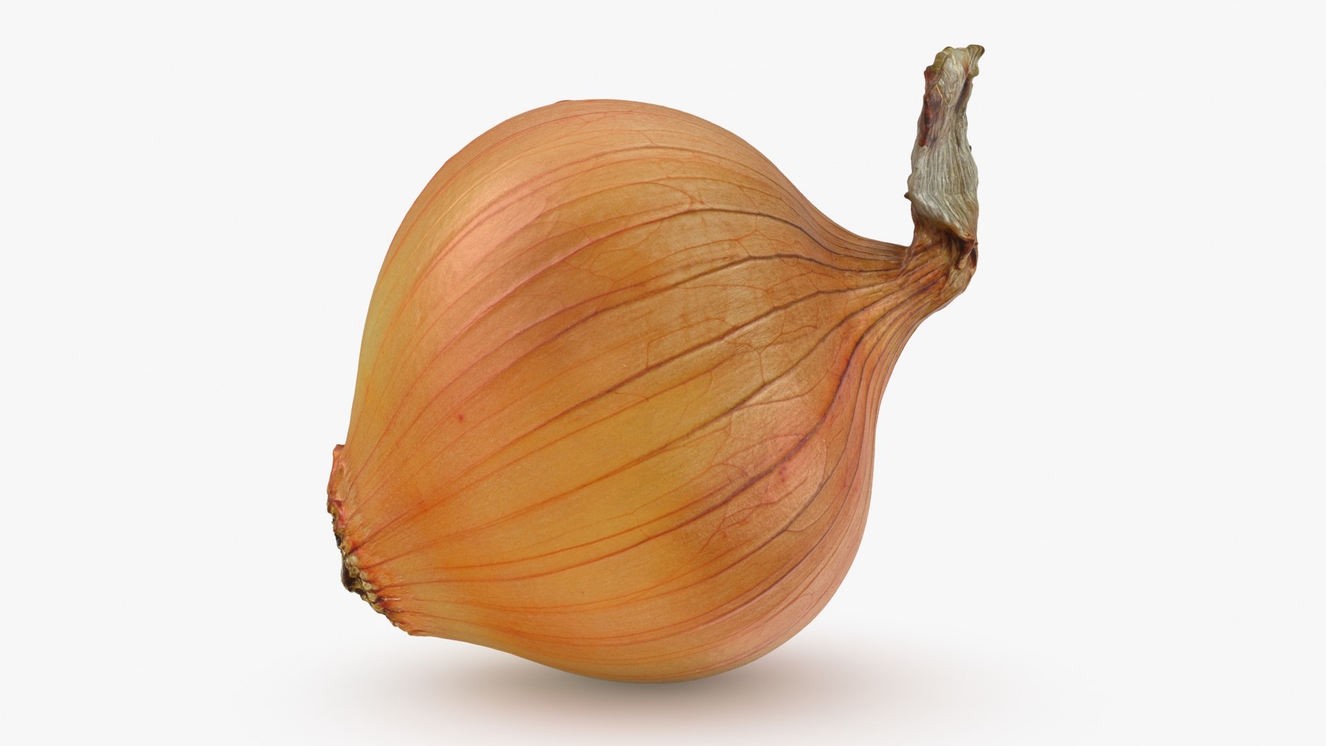 Yellow Onion Collection Model - TurboSquid 2248094