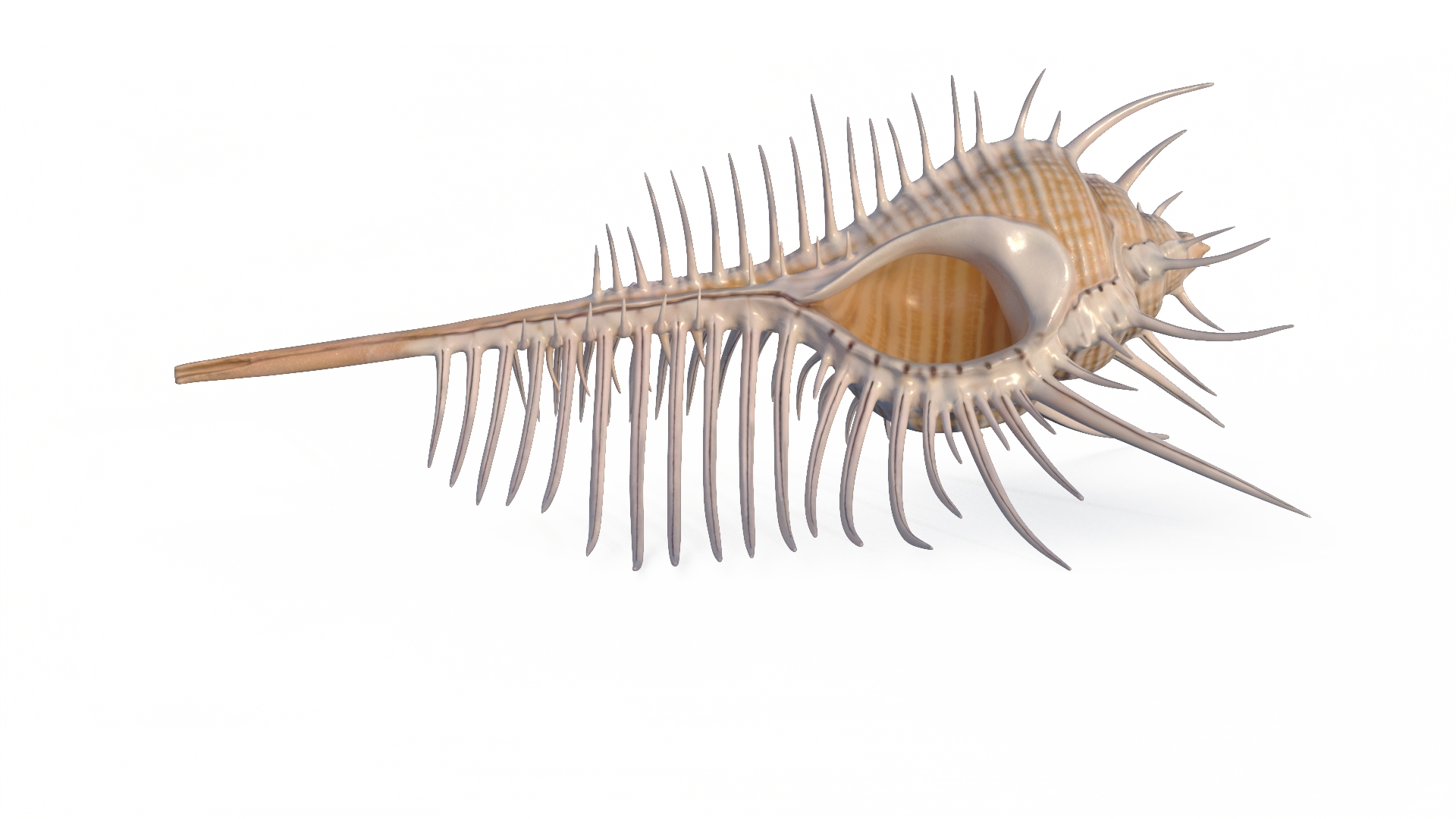 3D Model Murex Venus Comb Seashell Beige - TurboSquid 2232402