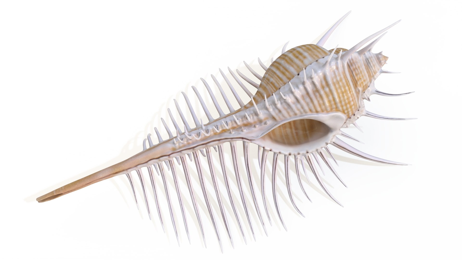 3D Model Murex Venus Comb Seashell Beige - TurboSquid 2232402