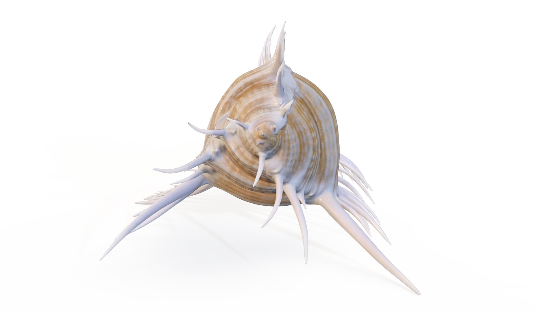 3D Model Murex Venus Comb Seashell Beige - TurboSquid 2232402