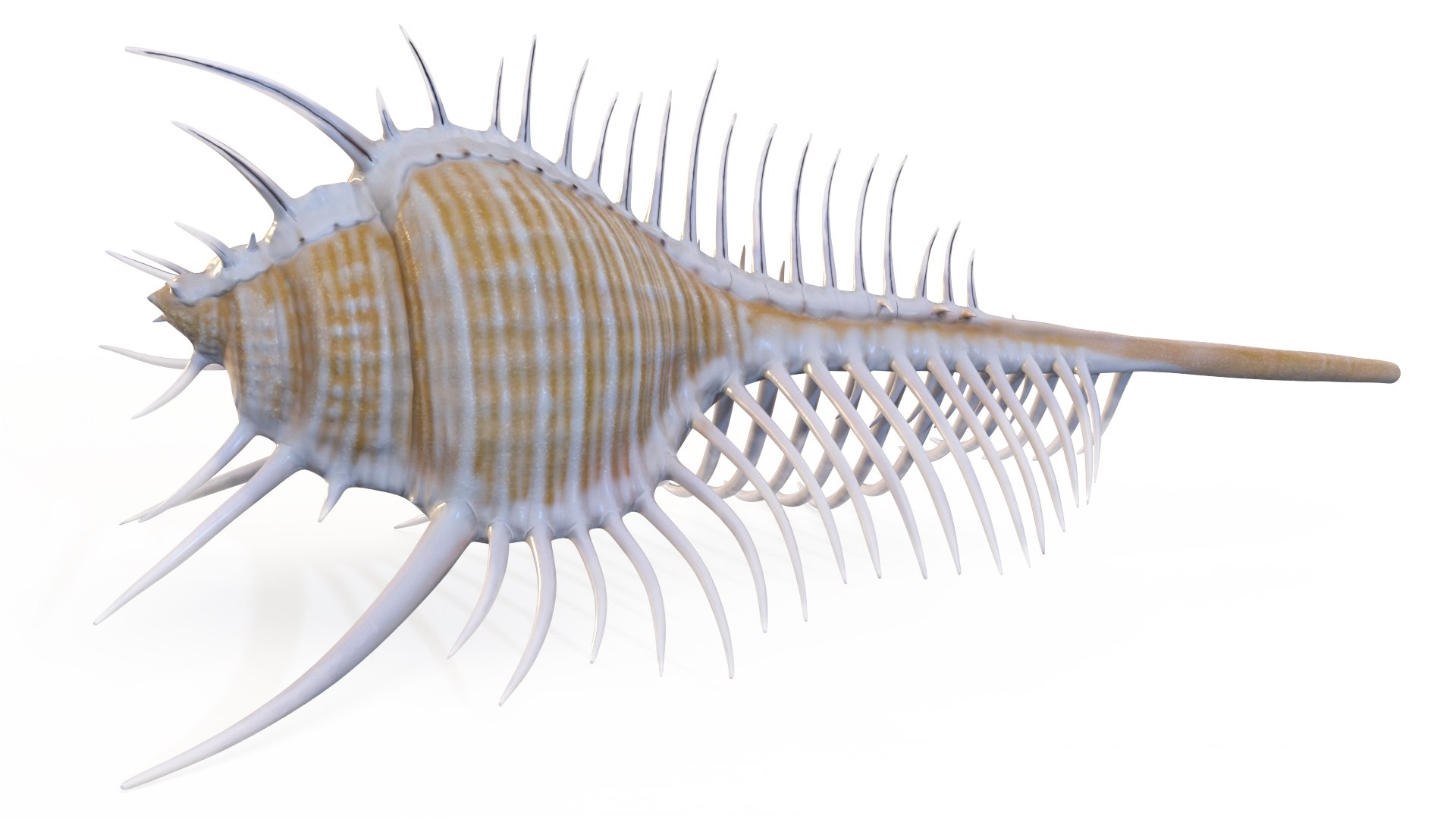 3D Model Murex Venus Comb Seashell Beige - TurboSquid 2232402