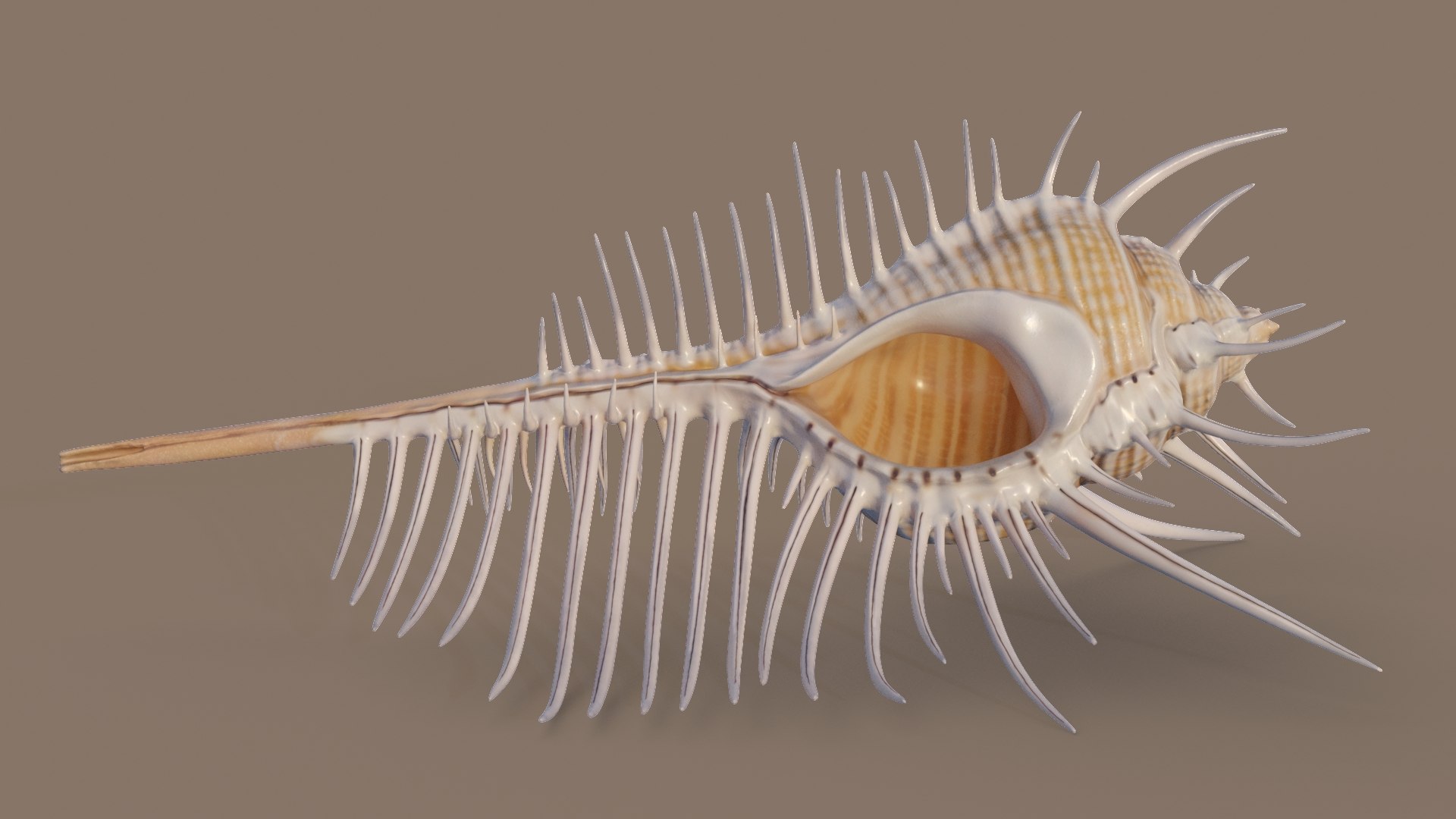 3D Model Murex Venus Comb Seashell Beige - TurboSquid 2232402