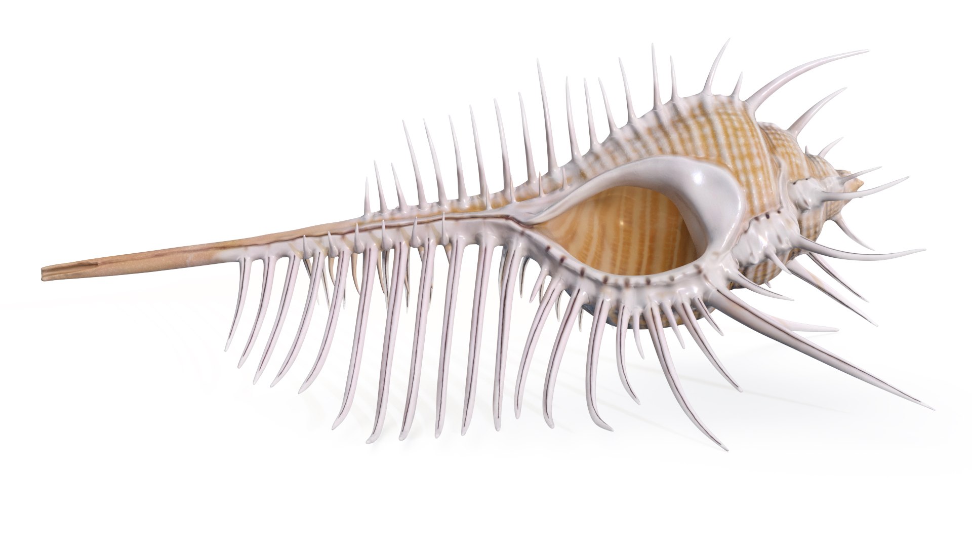 3D Model Murex Venus Comb Seashell Beige - TurboSquid 2232402